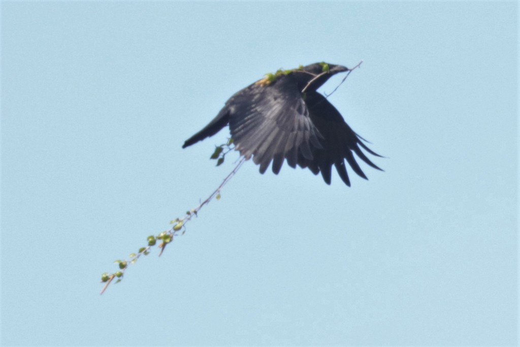 American Crow from Evergreen Way, Nanaimo, BC V9S, Canada on April 16 ...