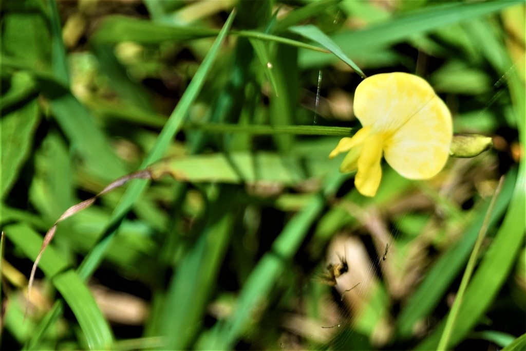 Wild Cowpea from Bartow, FL, USA on April 21, 2021 at 02:34 PM by Tom ...