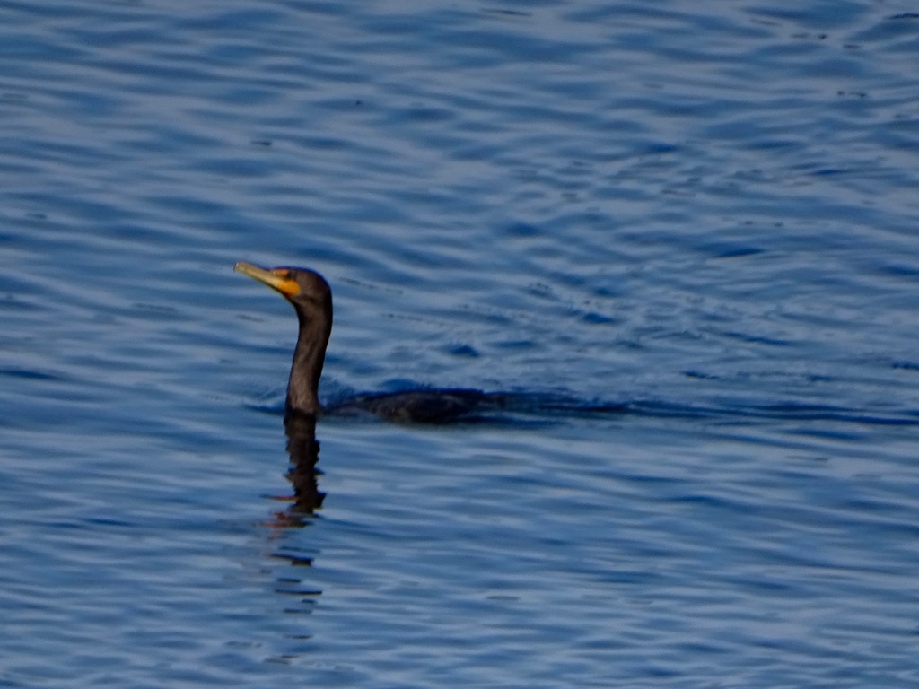 Double-crested Cormorant from Gabriola, BC V0R 1X0, Canada on April 21 ...