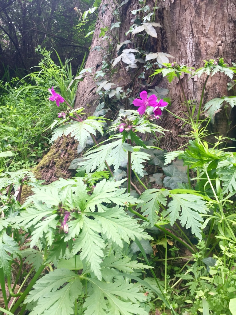 Ruberta from Interior Greenbelt, San Francisco, CA, US on April 21 ...