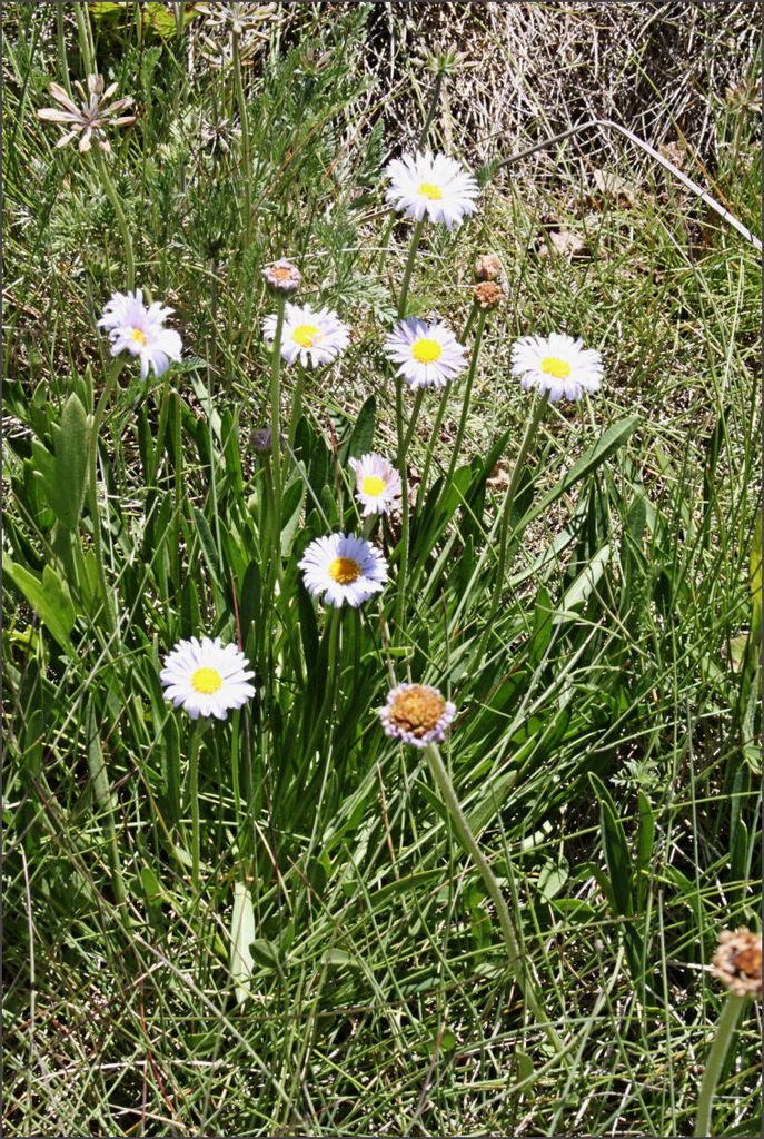 Tufted Daisy from JB Plain, Mt. Hotham, VIC, Australia on January 24 ...