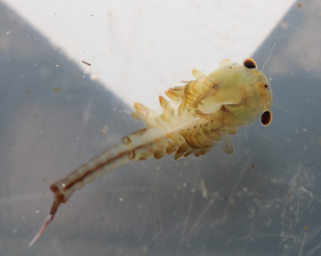 Eubranchipus from Busey Woods, Urbana, IL, USA on April 14, 2021 at 03: ...