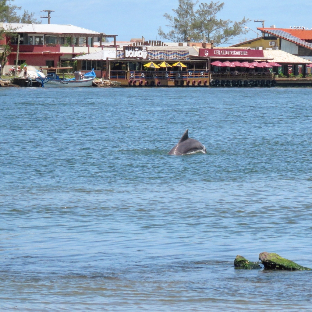 Lahille's Bottlenose Dolphin in October 2020 by Diego Dos Anjos Souza ...