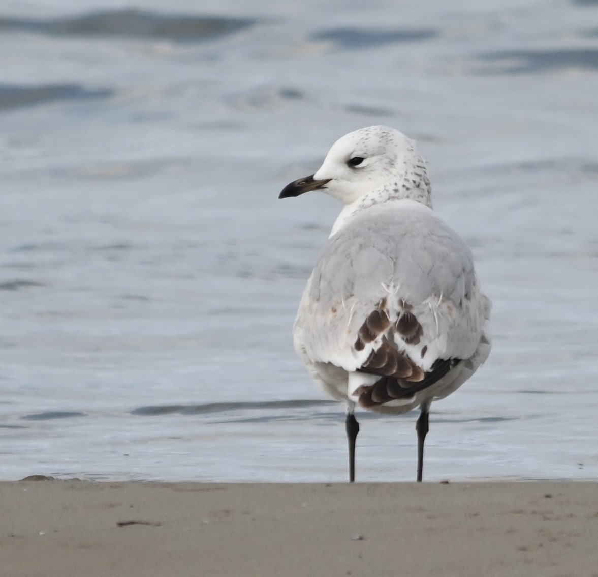 Ichthyaetus relictus (Lonnberg, 1931)
