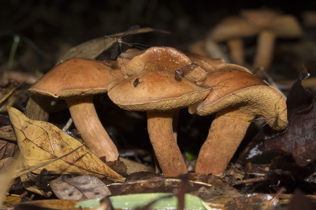 Peppery Bolete from Valdivia, Los Ríos, Chile on April 21, 2021 at 05: ...