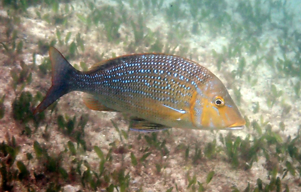 Spangled Emperor from New South Wales, Australia on February 10, 2021 ...