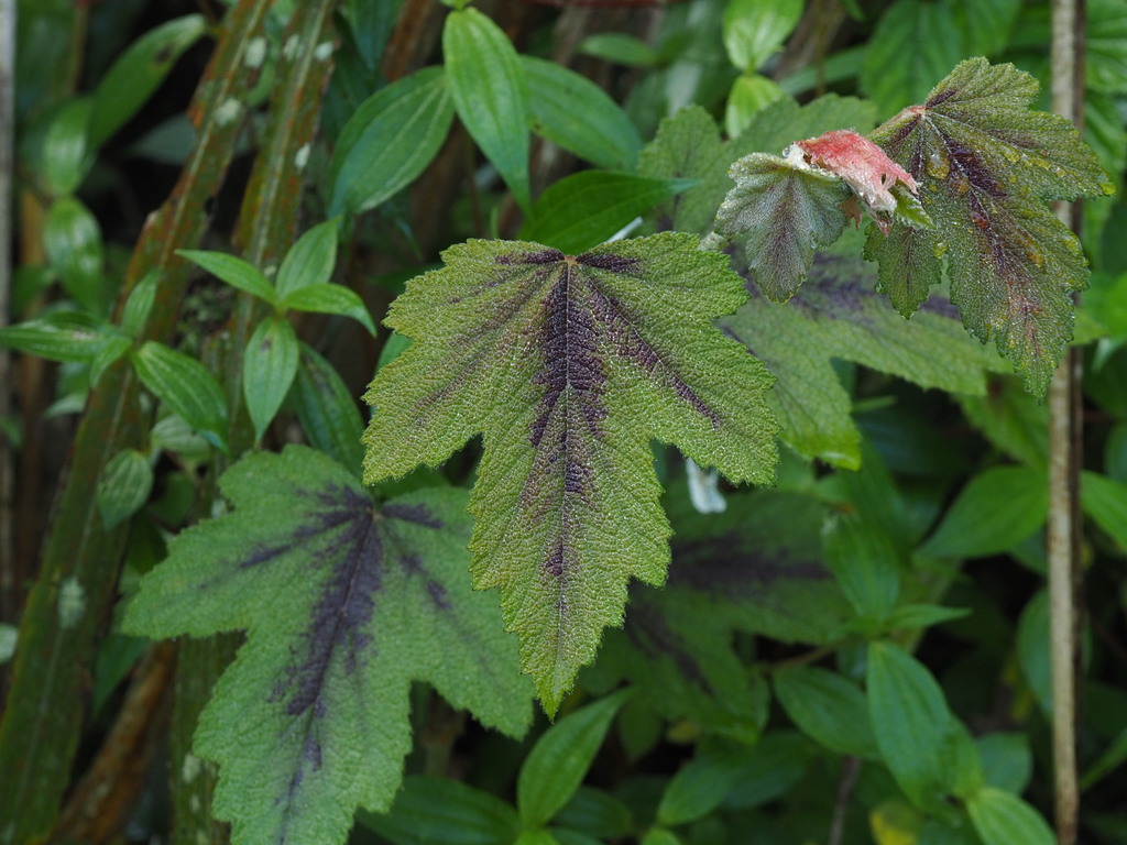Formosan Raspberry from Yulin, Taiwan, Taiwan on April 21, 2021 at 09: ...