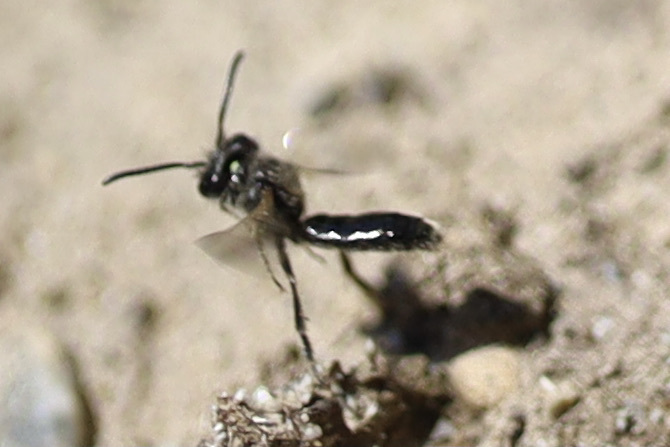 Panurginus in April 2021 by eebee. This is part of a series of ...