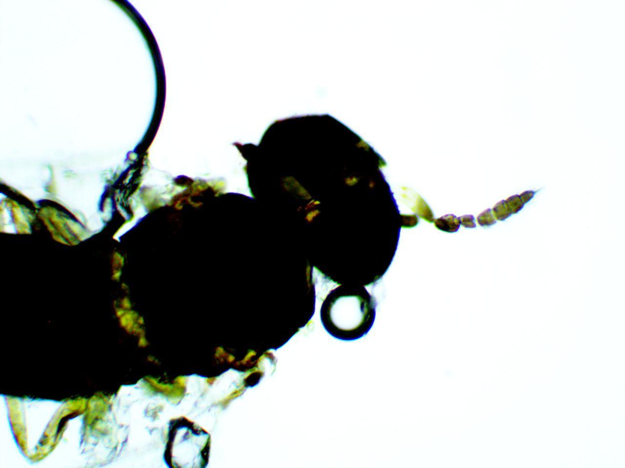 Chrysonotomyia Ashmead, 1904