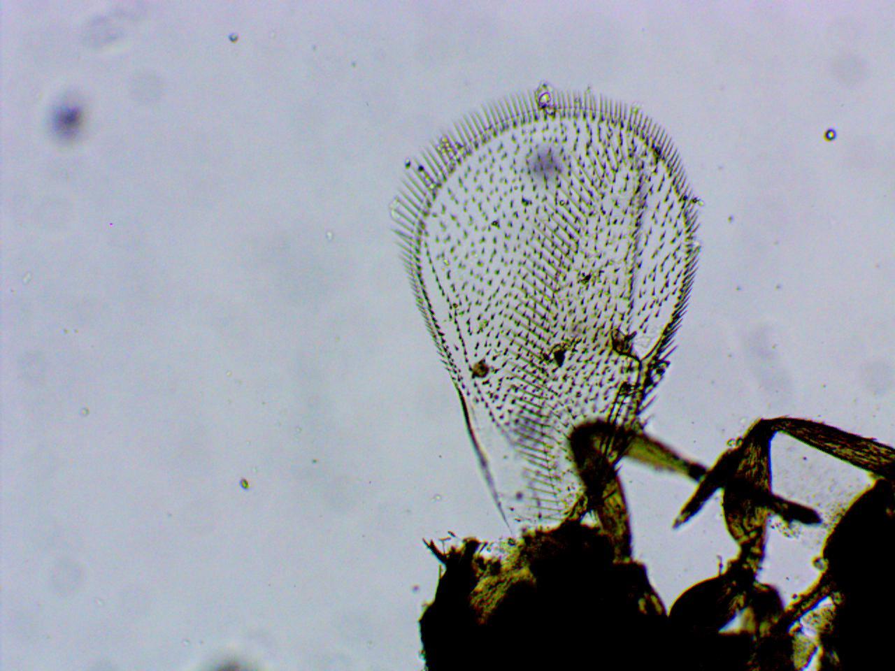 Chrysonotomyia Ashmead, 1904