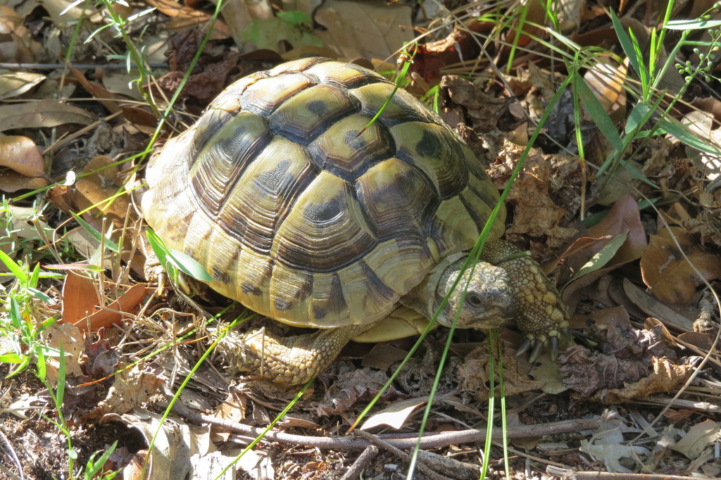 Hermann's Tortoise in April 2021 by Squidpastry. I've never seen a ...
