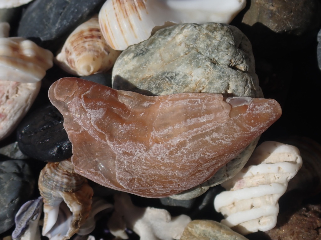 Baggy Pen Shell from Woolgoolga NSW 2456, Australia on April 21, 2021 ...