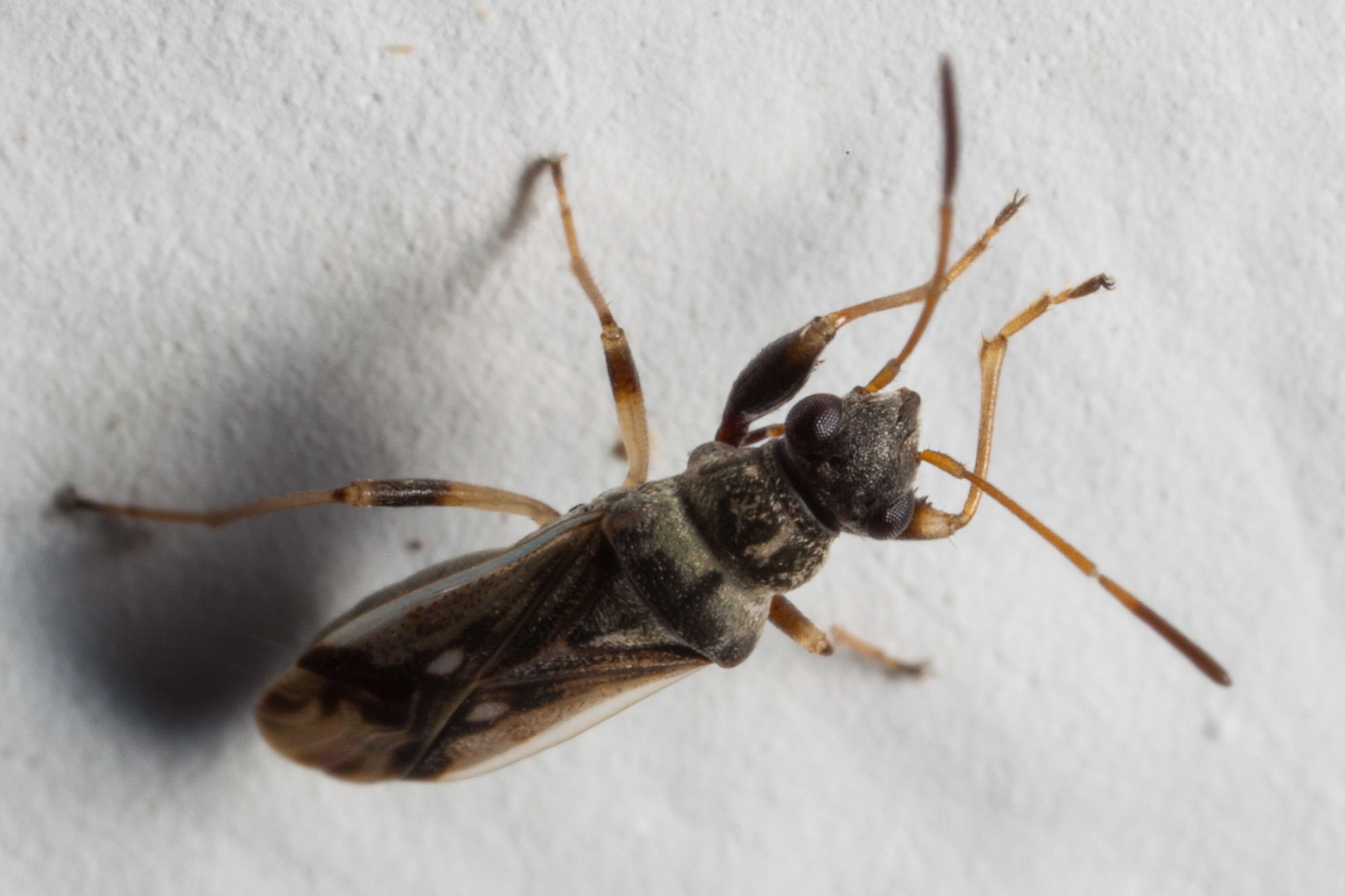 Pseudopachybrachius guttus (Dallas, 1852)