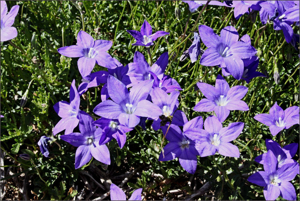 Royal Bluebell (Wahlenbergia gloriosa) - Botanical Realm