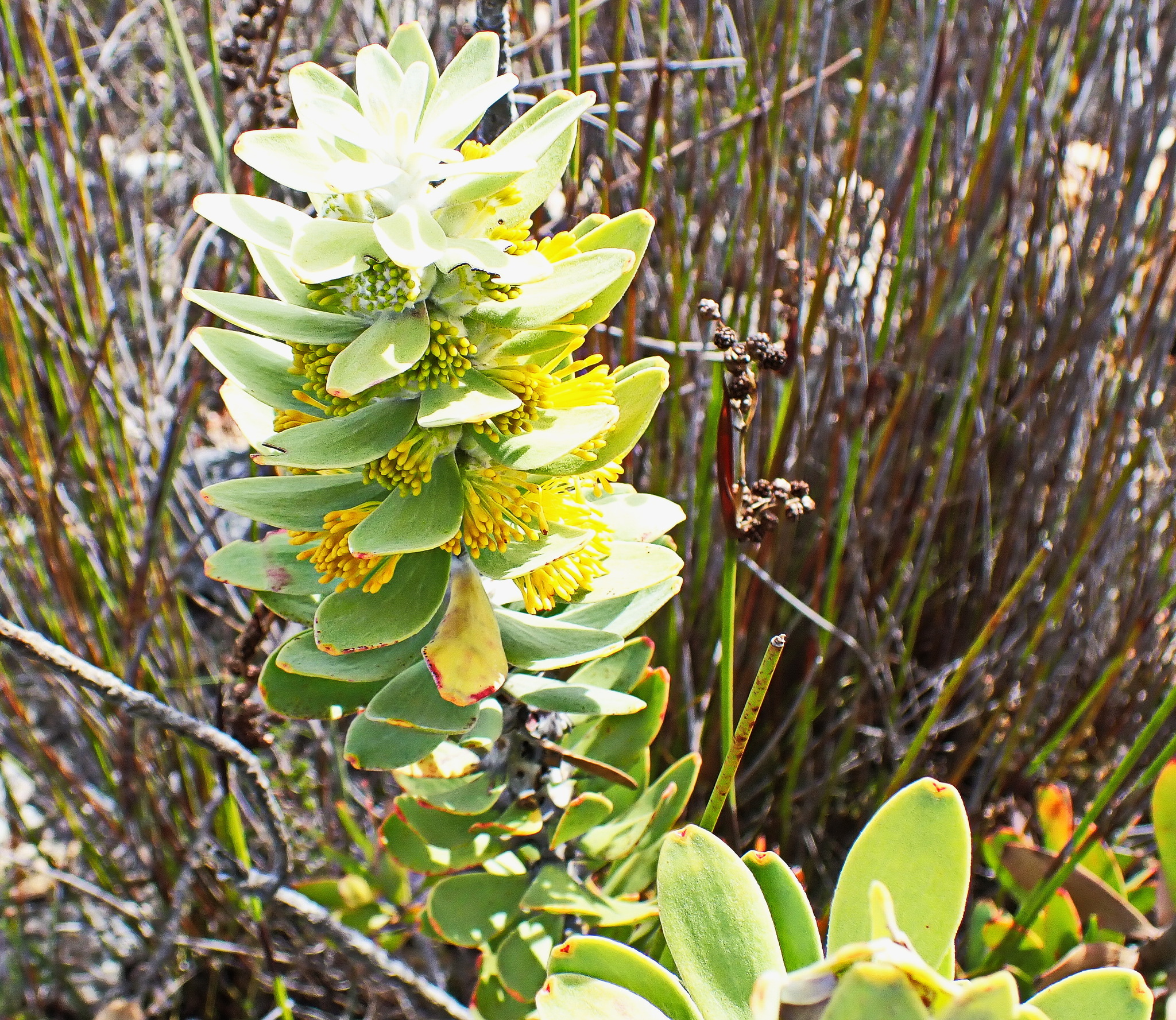 Mimetes chrysanthus Rourke