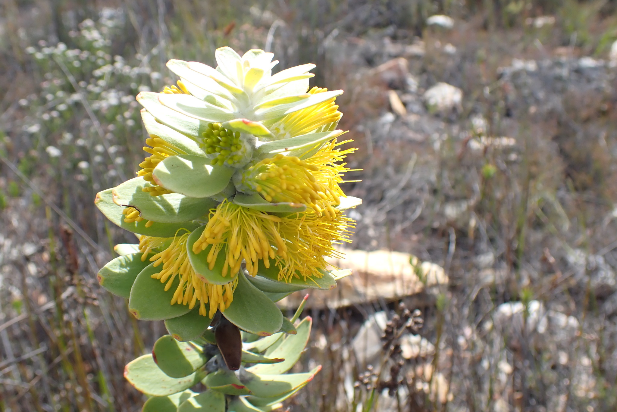 Mimetes chrysanthus Rourke