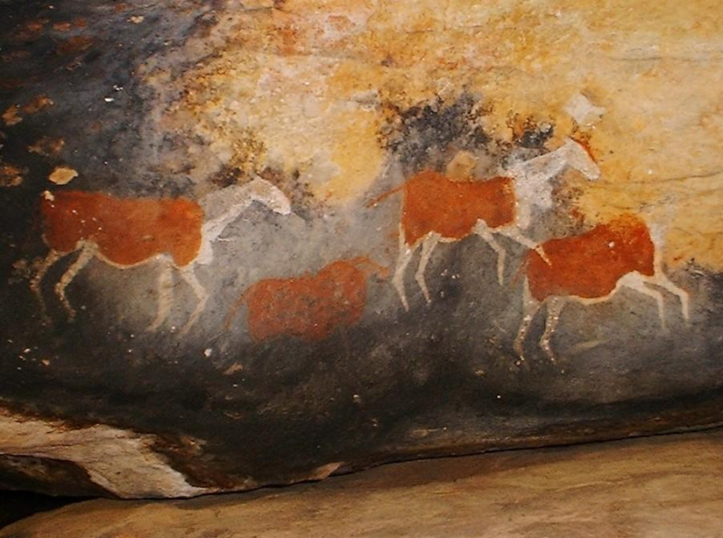 Bovines (Bovinae) - Know Your Mammals