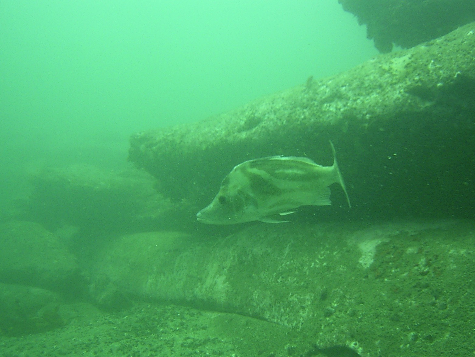 Paristiopterus labiosus (Günther, 1872)