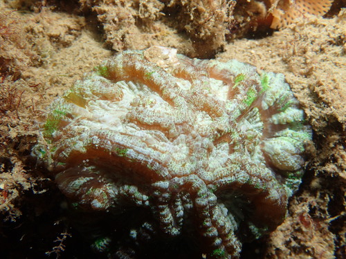 Australophyllia wilsoni · iNaturalist