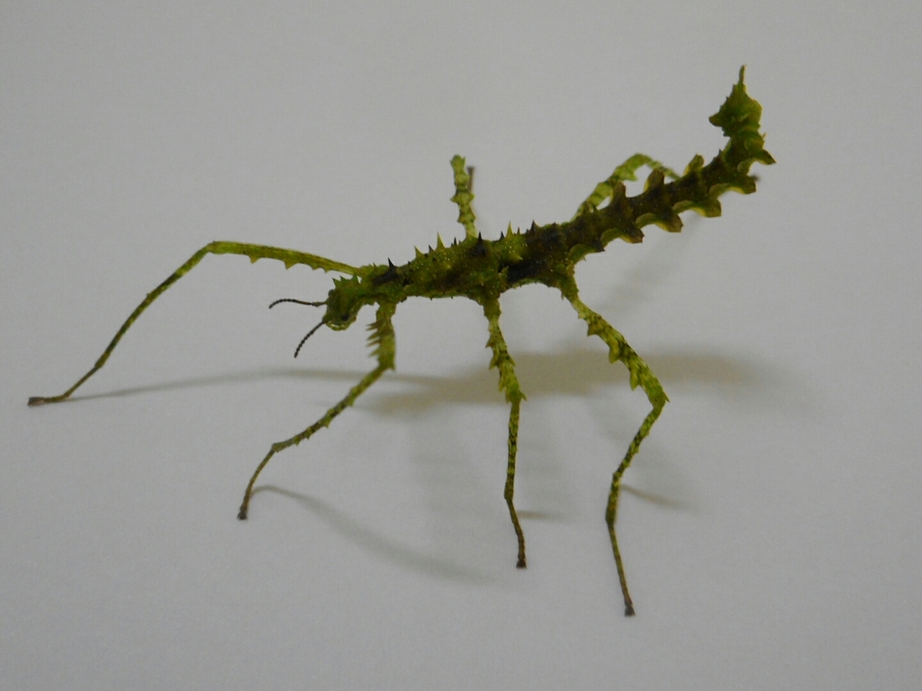 Cnipsomorpha from Dền Sáng, Bát Xát District, Lao Cai, Вьетнам on April ...