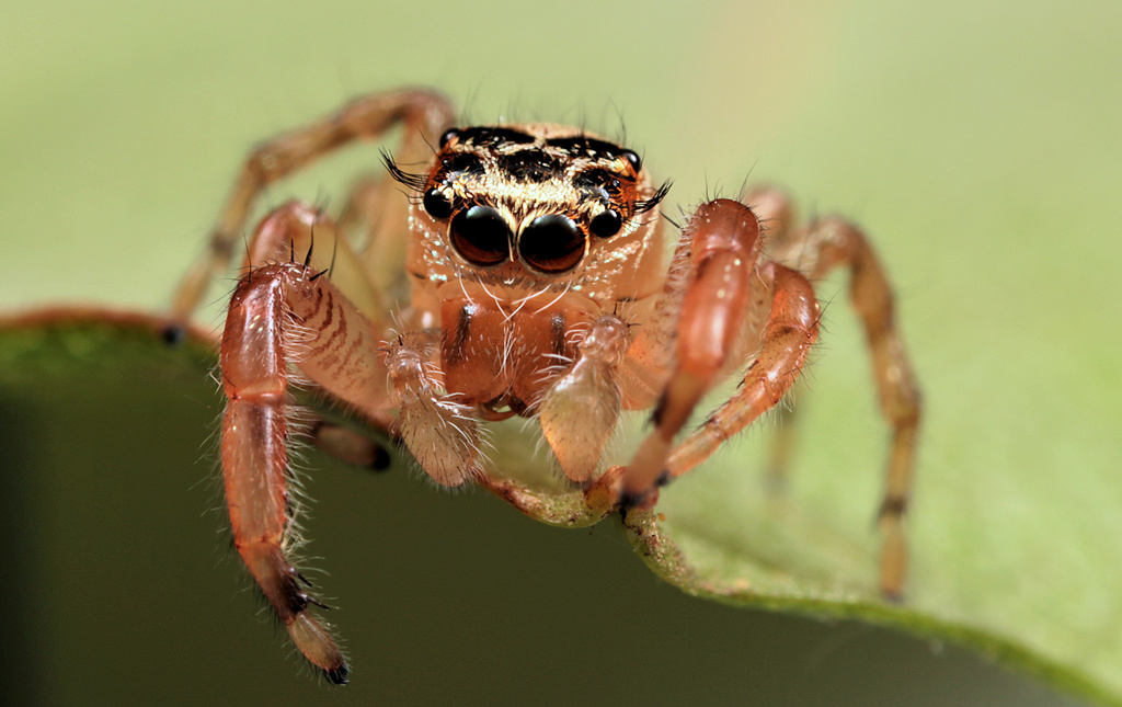 Goldband Thyene Jumping Spider from Blyde River near Hoedspruit on ...
