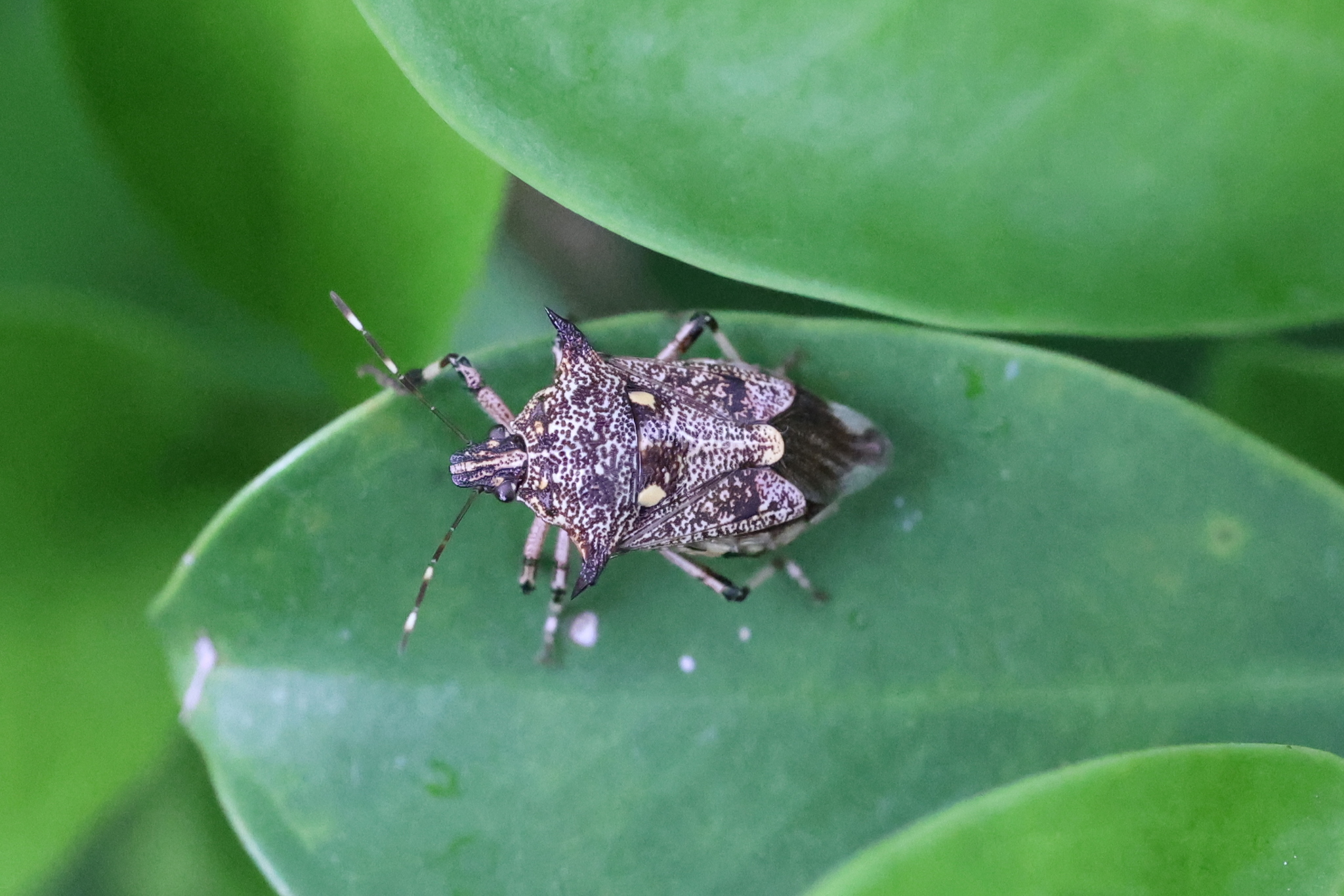 Eocanthecona furcellata (Wolff, 1811)