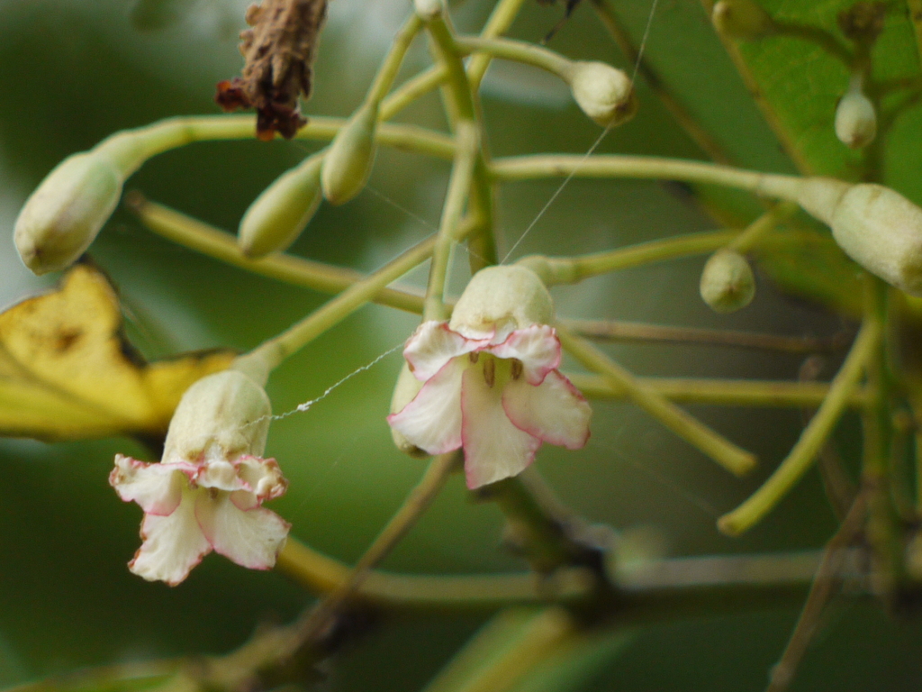 (Piliostigma malabaricum) - Botanical Realm
