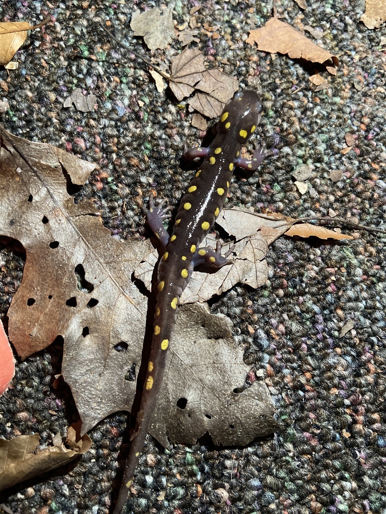 Spotted Salamander from Cottontail Ln, Pocono Lake, PA, US on March 31 ...