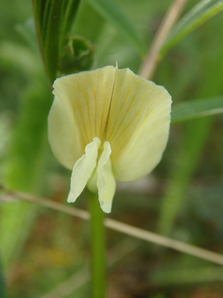 Large yellow vetch (Vicia grandiflora) - Botanical Realm