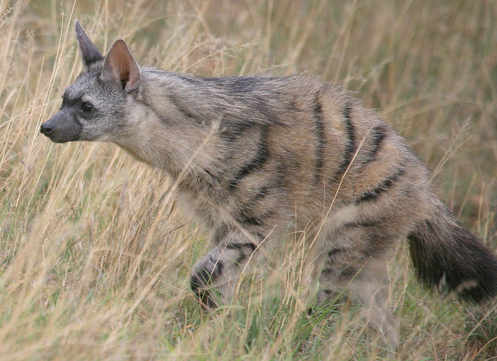 Southern Aardwolf (Southern Hemisphere Mammals - Laurasia) · iNaturalist