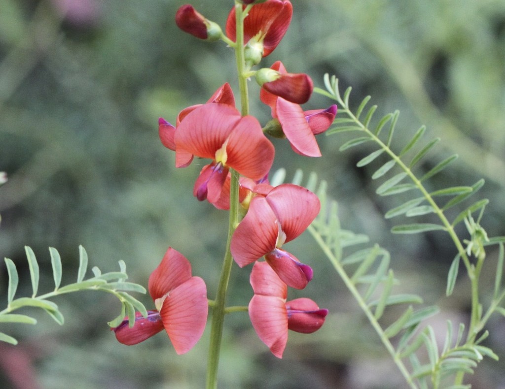 (Swainsona queenslandica) - Botanical Realm