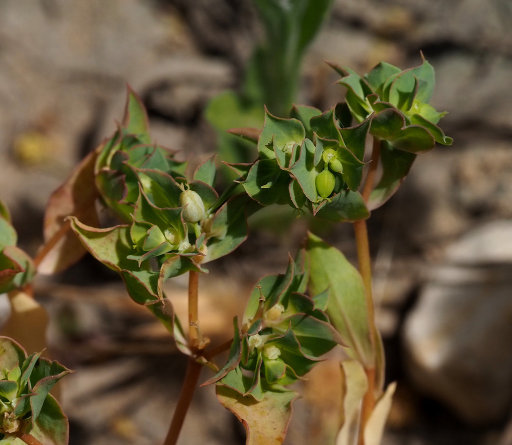 Sickle Spurge (Euphorbiaceae of Virginia - Plants with Seeds with a ...