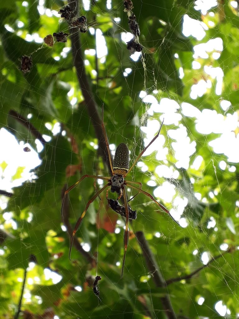 Golden Silk Spider from Monte Caseros, Corrientes, Argentina on April ...