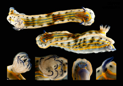 Nudibranchs of the Eastern United States · iNaturalist