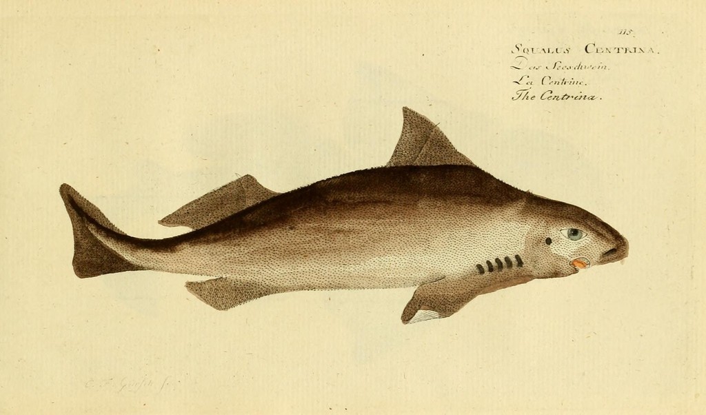 Angular Roughshark (Oxynotus centrina) - Marine Life Identification