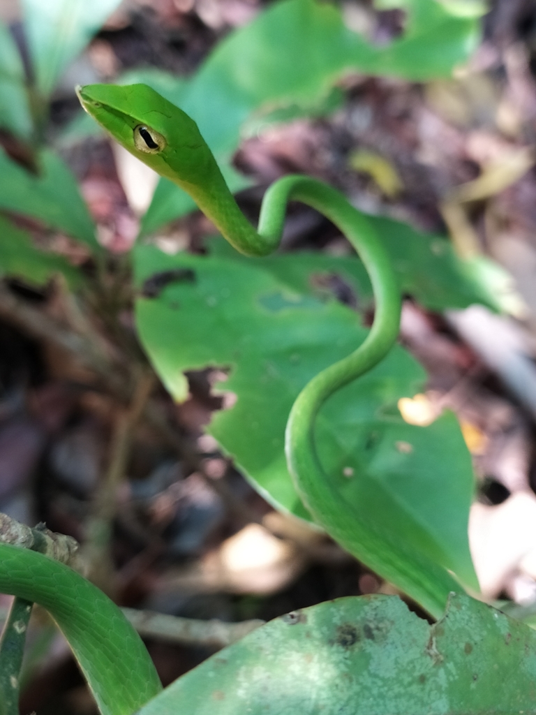 Farnsworth's Vine Snake from Kadamane Tea Estate on April 21, 2021 at ...