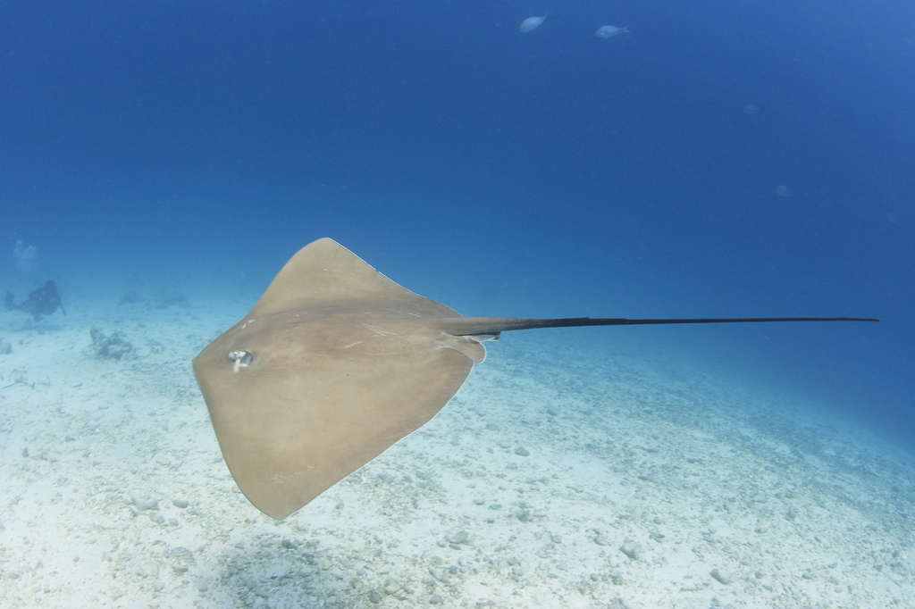 Pink Whipray (Batoids of the World) · iNaturalist