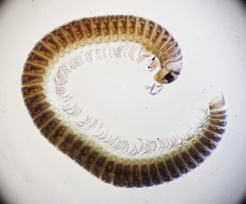 Leptoiulus demangei · iNaturalist