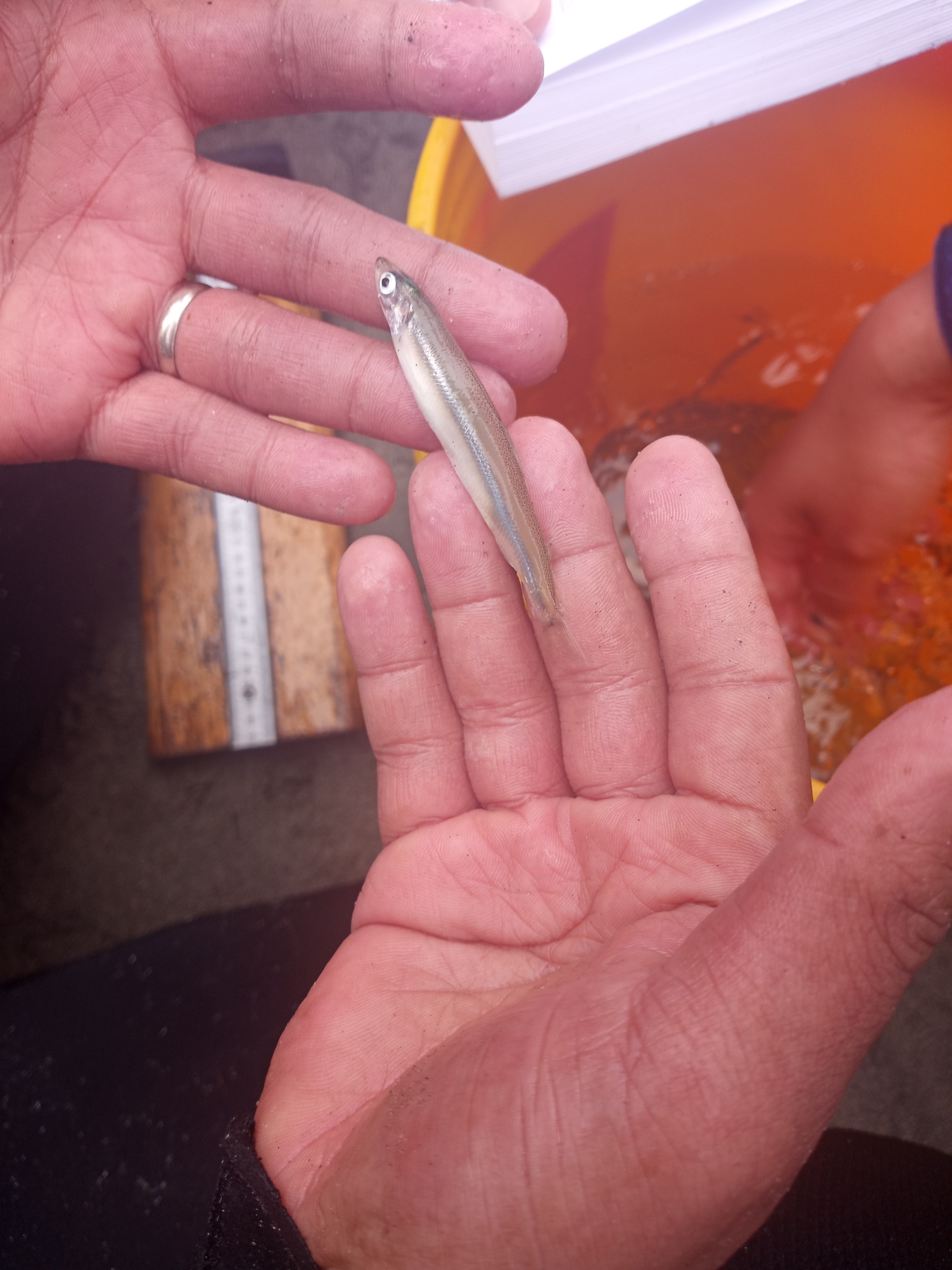 Spirinchus starksi (Fisk, 1913)