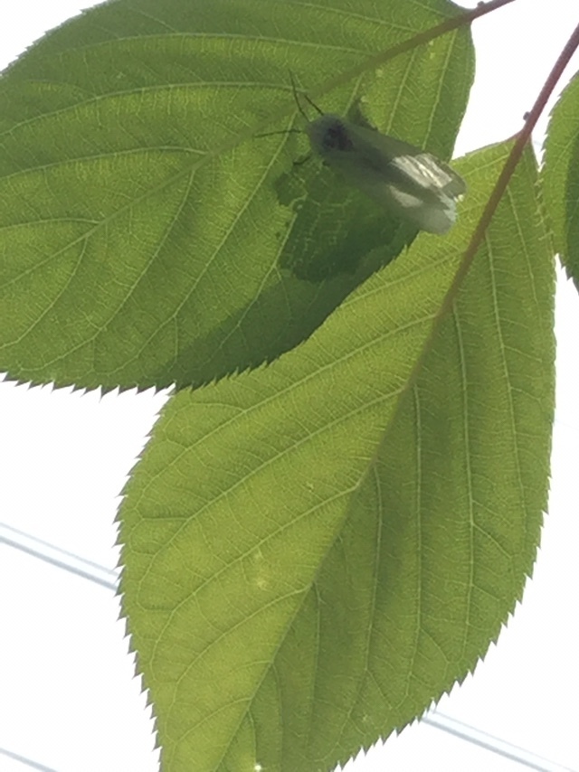Fall Webworm Moth in April 2021 by rorschachcampbell. The eggs have ...