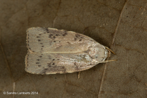 Stenoma patens · iNaturalist Ecuador