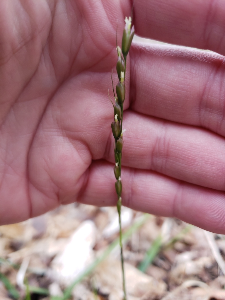 White-grained Mountain-ricegrass from WATERDOWN at OLD WATERDOWN ...