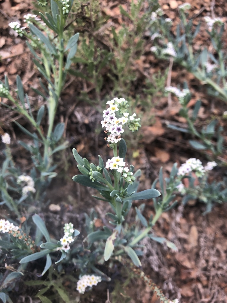 alkali heliotrope from Clairemont Mesa West, San Diego, CA, US on April ...