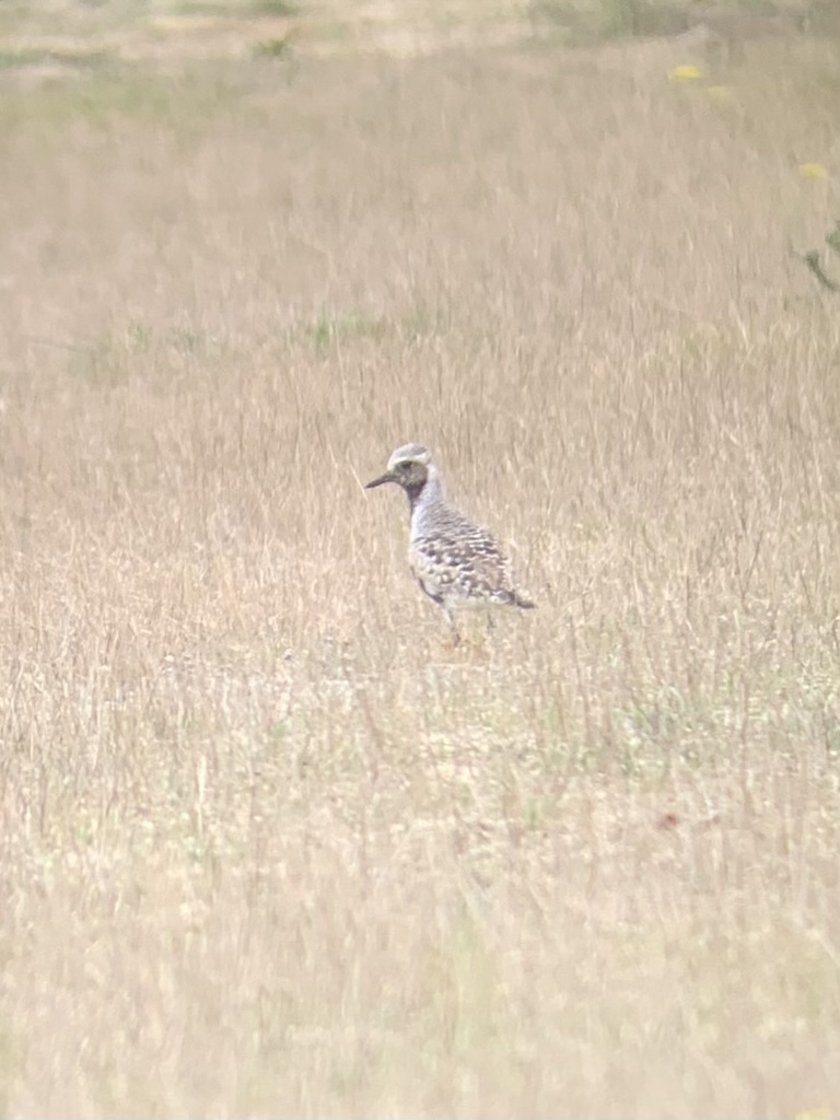 Golden Plovers and Black-bellied Plover from Gray Army Airfield, WA, US ...