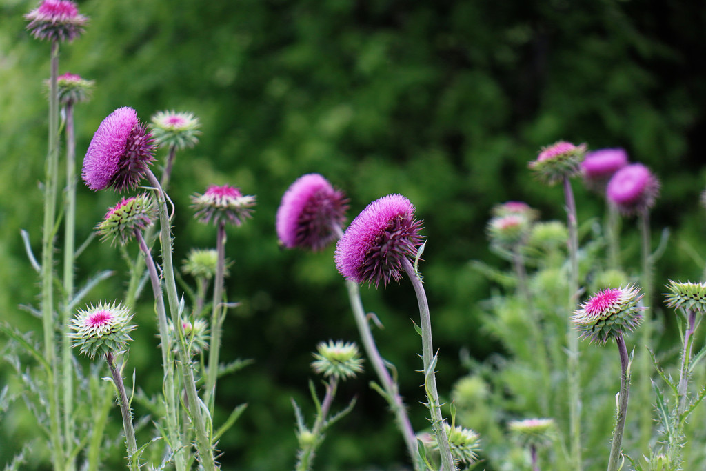 musk thistle from Plano, TX, USA on April 22, 2021 at 10:37 AM by Jean ...