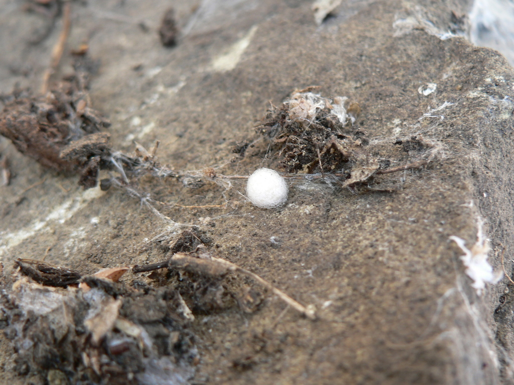 Black Cobweb Spider in September 2007 by Dewald du Plessis. Northern ...