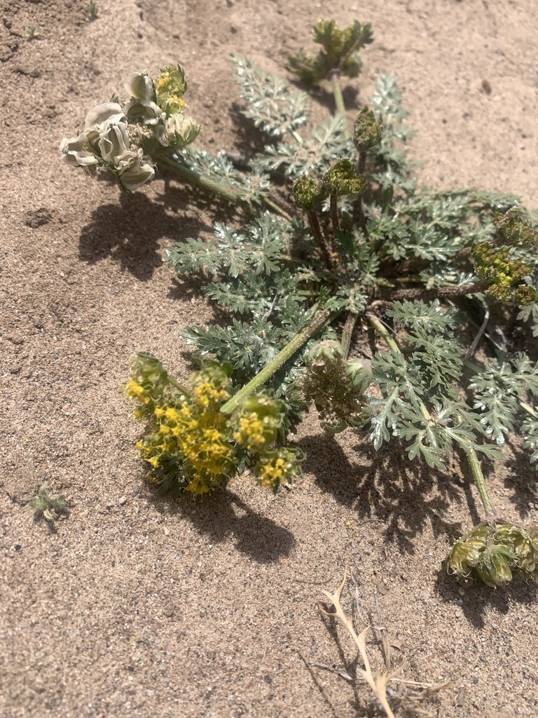 Plains Cymopterus from Staton Rd, San Antonio, NM, US on April 22, 2021 ...