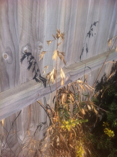Prairie Grass (Bromus unioloides) · iNaturalist