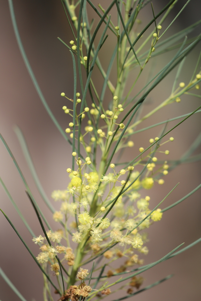 Awl-leaf Wattle from Bylong NSW 2849, Australia on April 3, 2021 at 11: ...