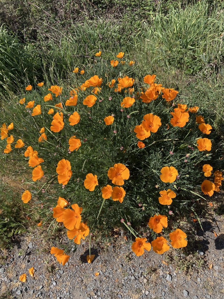 California poppy from Smith Ranch, San Rafael, CA, US on April 17, 2021 ...
